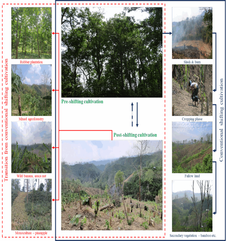 Each Pixel Has a (Hi)Story: Tracking Vegetation Disturbance and ...